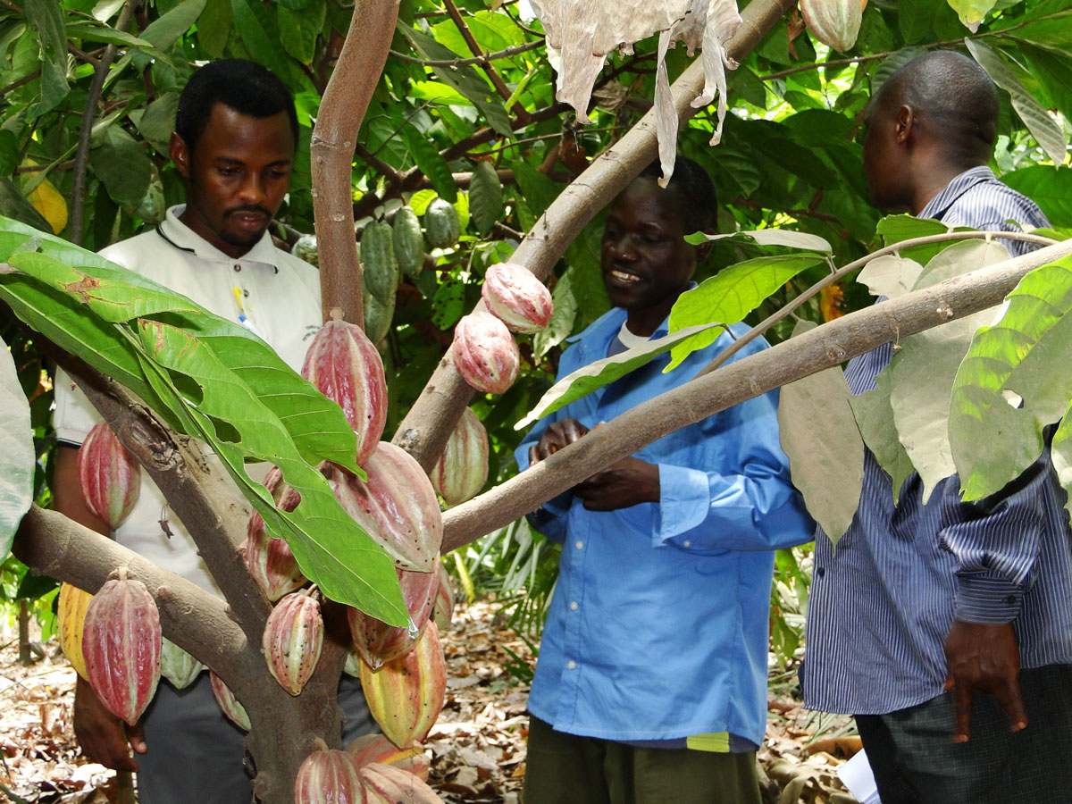 Roots of Change: Reforestation, Seed System & Sustainable Farming In ...